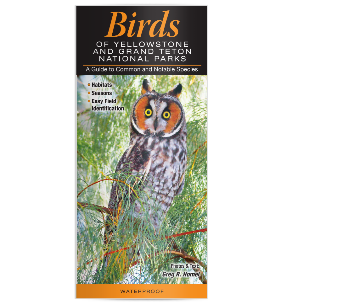 Birds of Yellowstone Folding Guide | Yellowstone Forever