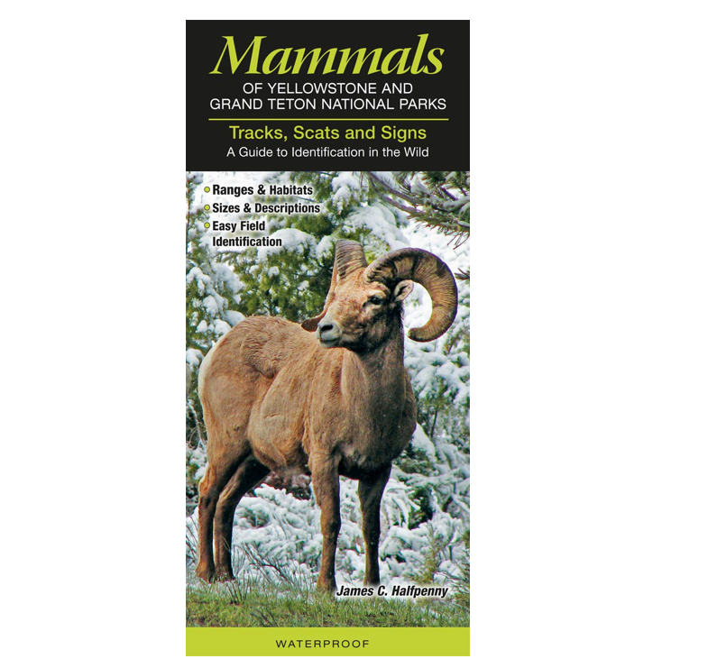 Mammals: Tracks, Scats and Signs Guide | Yellowstone Forever