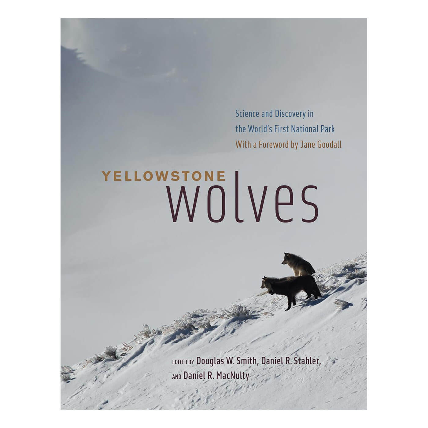 Yellowstone Wolves | Yellowstone Forever