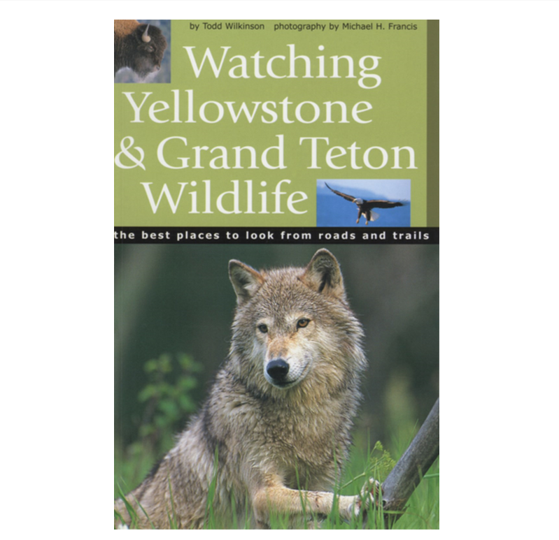 Watching Yellowstone & Grand Teton Wildlife | Yellowstone Forever