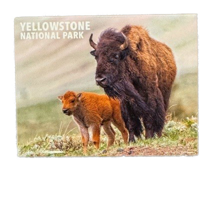 Bison and New Calf Badge Magnet | Yellowstone Forever