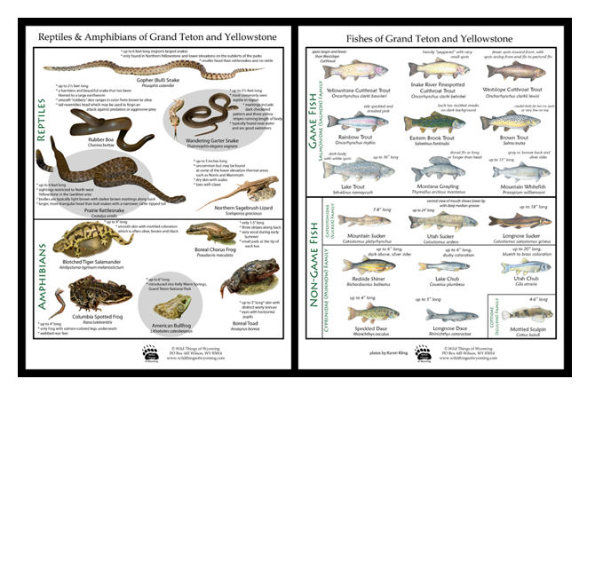 Guide- Reptiles/Fish of Yellowstone & GT | Yellowstone Forever