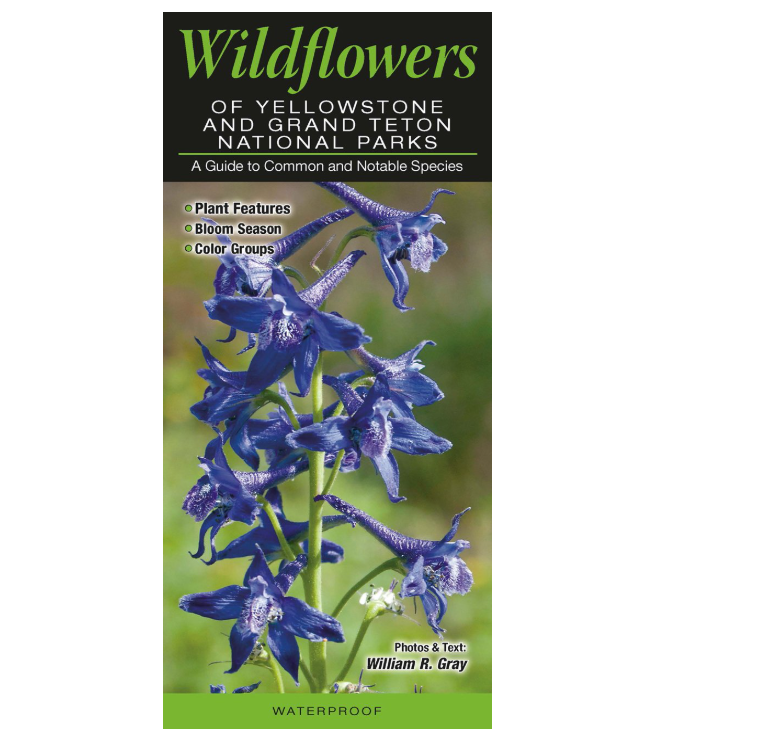 Wildflowers of Yellowstone Folding Guide | Yellowstone Forever
