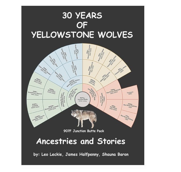 30 Years of Yellowstone Wolves | Yellowstone Forever