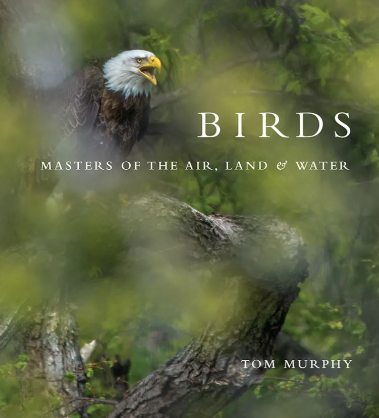 Birds: Masters of the Air, Land & Water | Yellowstone Forever