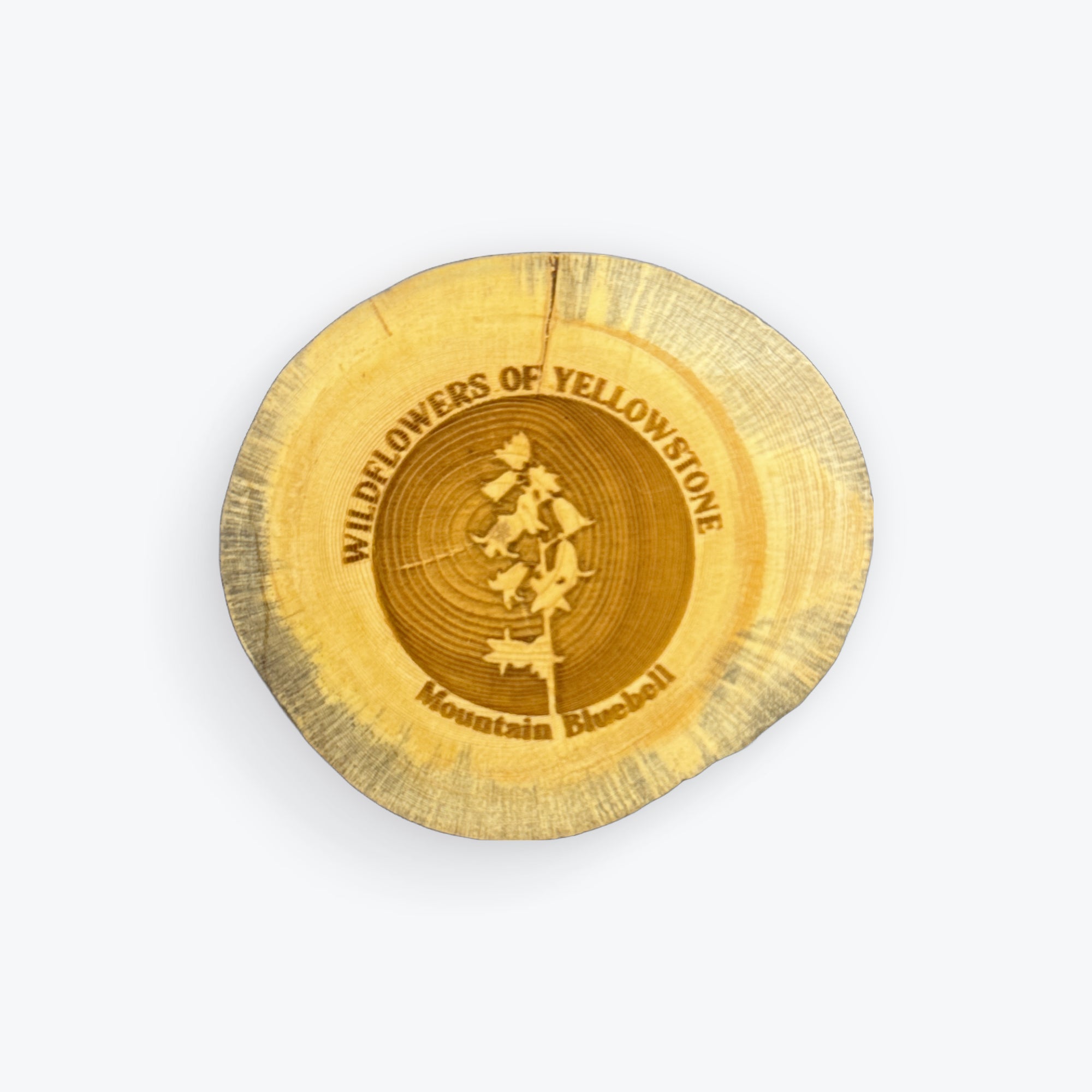 Mountain Bluebell Magnet | Yellowstone Forever