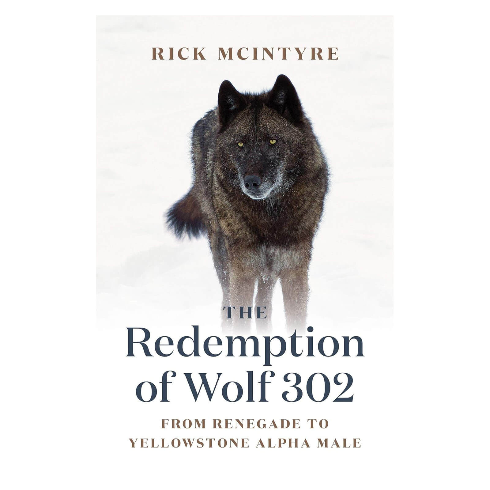 The Redemption of Wolf 302 PB | Yellowstone Forever