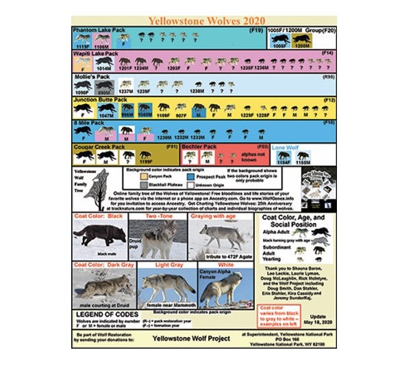 Guide- 2024 Wolf Identification Chart