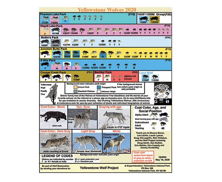Guide- 2023 Wolf Identification Chart | Yellowstone Forever